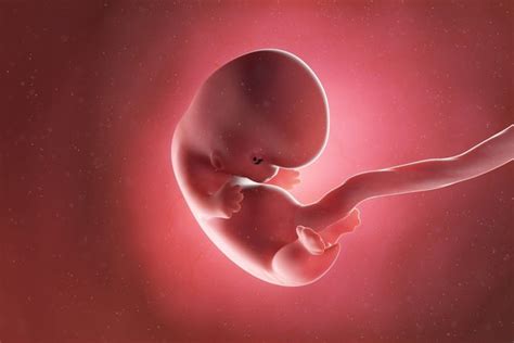 Desenvolvimento Do Bebê 8 Semanas De Gestação Tua Saúde