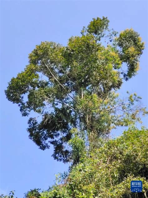 瑞丽首次发现云南娑罗双野生种群 云南省林业和草原局