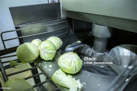 식품의 산업 생산 소금에 절인 양배추 또는 발효 양배추의 생산 자동 Cob 제거 야채 슬라이스 커터 회전 드럼 믹서 0명에 대한