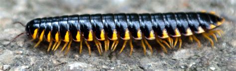 8 Kinds Of Centipedes And Millipedes Found In Canada Bird Watching Hq