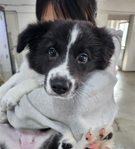 보더콜리뽀삐 강아지책임분양 강아지분양 고양이분양 컴투펫 시츄 셔틀랜드쉽독 말티푸 미니핀 치와와 요크셔테리어 포메라니안 말티즈 분양