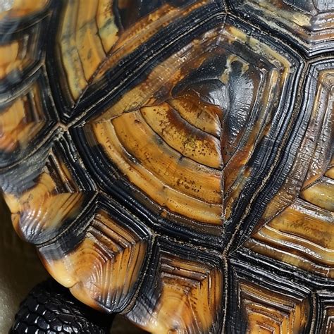 76000 Advanced Turtle Shell Design Pictures