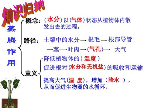 绿色植物的三大作用专题复习 word文档在线阅读与下载 文档网