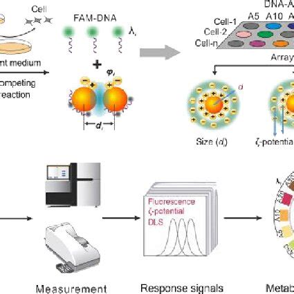 Schematic Of The Metabolic Footprinting Based DNA AuNP Encoder Array