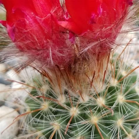 Parodia sanguiniflora – Planet Desert