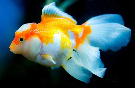 말미잘 흰 동가리 양서류 물고기 수족관 물 생물 수중 세계 수영 해양 생물 Meeresbewohner 수중 Pikist