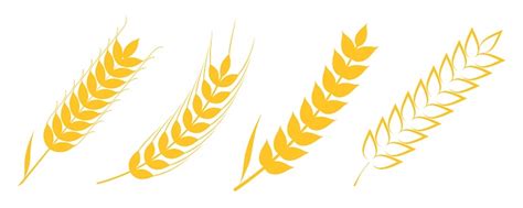 노란 밀 귀 아이콘 세트입니다 빵집 농장 신선하고 건강한 음식 빵 포장에 대한 농업 기호 호밀 또는 보리 작물 수확 기호 가을에 대한 스톡 벡터 아트 및 기타 이미지