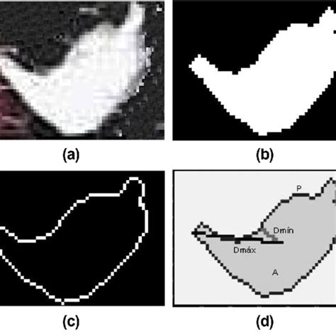 A Original Image Amplified B Processed Binary Color Image C Download Scientific Diagram