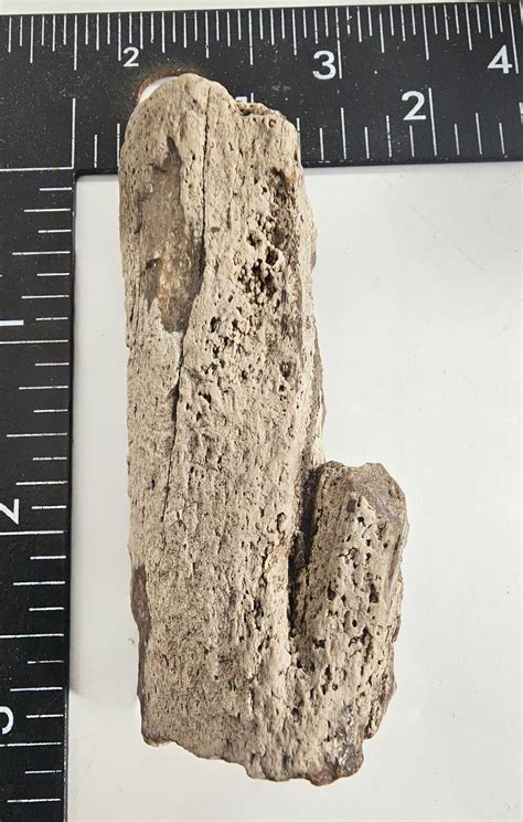 fossilized bone fossil id the fossil forum