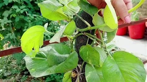 Chemical Grade Powder Np Bio Fertilizer Packaging Type Bottle 500ml