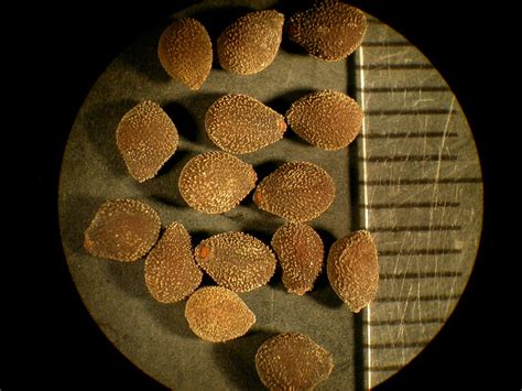 Field Bindweed Life Cycle At Lucinda Pell Blog