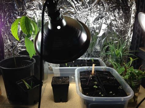 How To Propagate Mums