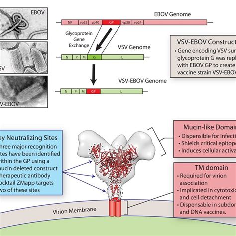 The Live Attenuated Vsv Ebov Vaccine And Ebov Gp Functional Attributes