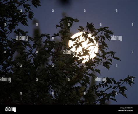 Moon Through Trees