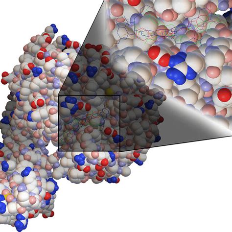 3d Modeling Of Amyloid Precursor Like Protein 2 With Its Inhibitor Download Scientific Diagram