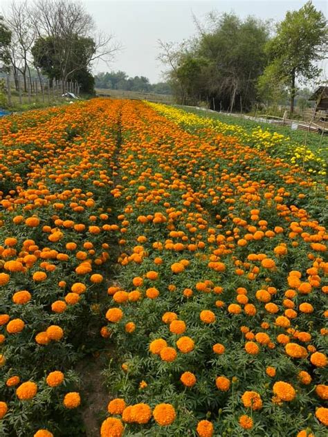 ເຫັດປວກນ້ອຍ ສປປ ລາວ Added A New ເຫັດປວກນ້ອຍ ສປປ ລາວ