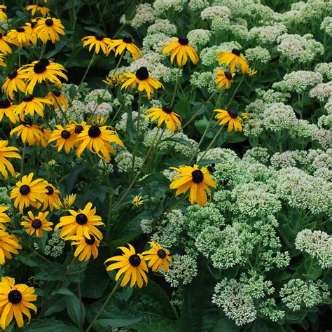 Ocba Ocba Approaches Planting Design With The Goal