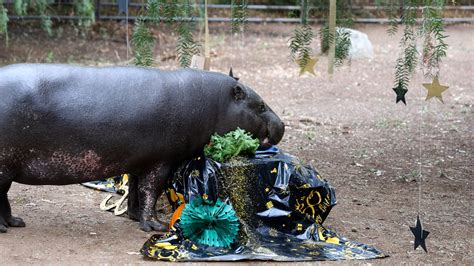 Oldest Pygmy Hippo In North America Celebrates 50th Birthday