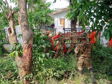 ကျောက်ဖြူမြို့တွင် မိုခါမုန်တိုင်းတိုက်ခတ်မှုကြောင့် ကျိုးကျနေသည့် သစ်ပင်ကြီးများအား ခုတ်ထွင်ရှင