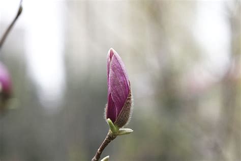 다니엘 아브라모비치의 목련 꽃 목련의 그림 배경 일러스트 및 사진 무료 다운로드 Pngtree