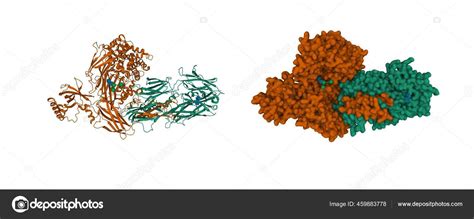 Structure Complement Component Cartoon Gaussian Surface Models Differently Colored Protein