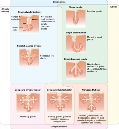 32 Epithelial Tissue Fundamentals Of Anatomy And Physiology