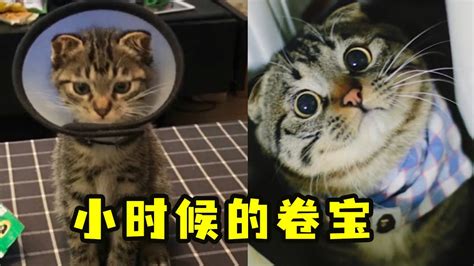 小时候的臭卷宝有个性，又很不服的样子，现在彻底驯化了！ Youtube