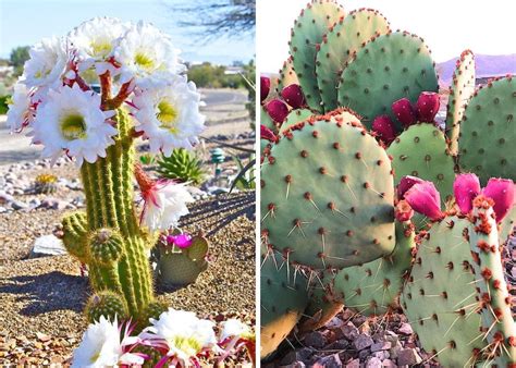 30 Stunning Flowering Cactus Plants That Will Surprise You