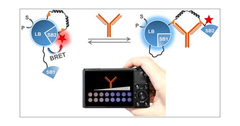 Ratiometric Bioluminescent Sensor Proteins Based On Intramolecular Split Luciferase