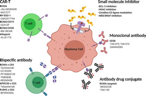 Car T Cell Therapy For Multiple Myeloma Treatment In