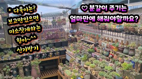 다육이는 나의 반려식물 맞네요♥ 변화가 없거나 여름내 이상이 있는 아이들만 골라 분갈이햇어요옥상다육 월미인반려식물