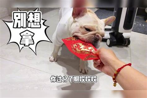 铲屎官做清洁竟然发现滑板狗私房钱最后为了钱差点闹翻了