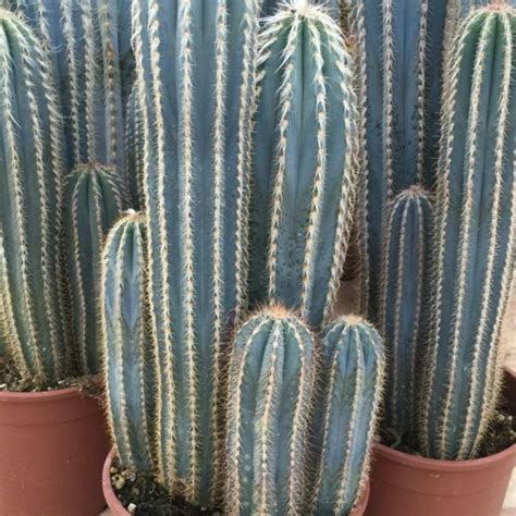 Cereus A Very Popular Cactus Growing Sheet By Giromagi Cactus