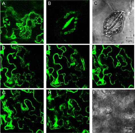 Subcellular And Cellular Localizations Confocal Microscopic Images
