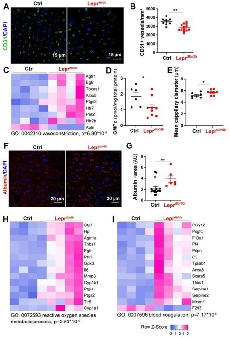 lepr db db female mice have cardiac microvascular dysfunction lepr