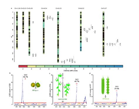 项目文章丨nature Genetics！长读长测序 Bionano助力豌豆高质量泛基因组育种研究 Grandomics 希望组