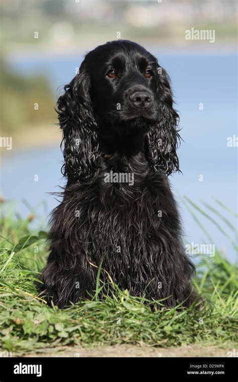 Black Cocker Spaniel