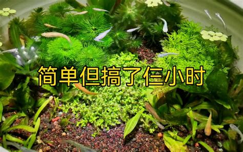 简单又美丽的小鱼缸开缸教程 大家的养分 大家的养分 哔哩哔哩视频