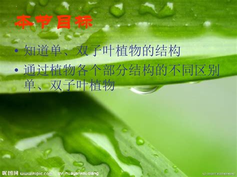 单子叶植物和双子叶物word文档在线阅读与下载免费文档 单子叶植物和双子叶物word文档在线阅读与下载免费文档