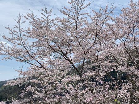 桜染井吉野篆刻染井吉野 注文篆刻 落款印雅号印遊印雅印の通信販売 楽篆堂