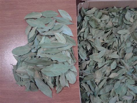 შ პ ს სორტა დაფნის ფოთლის ექსპორტი