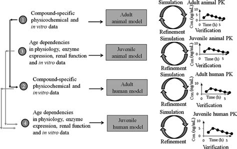 Pbpk Modeling Strategy Employed To Predict Exposure In Neonates And