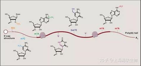 Rna M6a甲基化综述 知乎