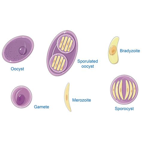 Toxoplasma Gondii Toxoplasmosis Vector Scientific Illustration