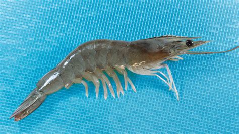 Vannamei 이미지 – 찾아보기 646 스톡 사진, 벡터 및 비디오 | Adobe Stock