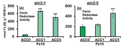 Effect Of Acc Et Precursor On The Ferric Reductase Activity Fra Of Download Scientific