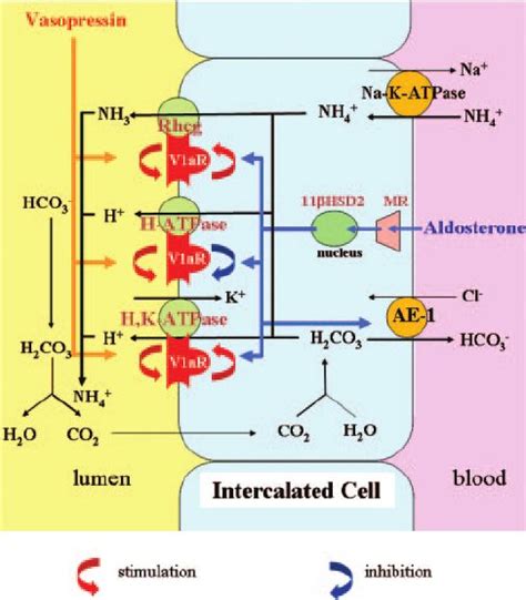 Schematic Presentation Of Vasopressin And Aldosterone Induced Acid