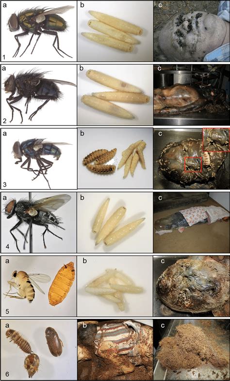 Pictures Of The Most Relevant Species In Forensic Entomological Case