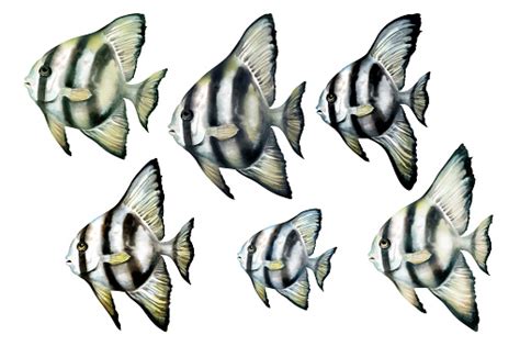 검은 줄무늬와 노란색 지느러미를 가진 열대어 수채화 사실적인 Platax 물고기 템플릿은 바다 디자인 아동 도서 교육 섬유