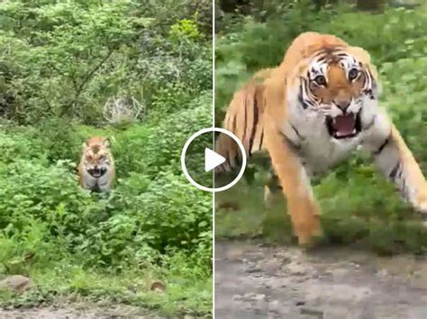 Tiger Attack Viral Video अरे बाप रे इतना भयानक गुस्सा जंगल से निकला